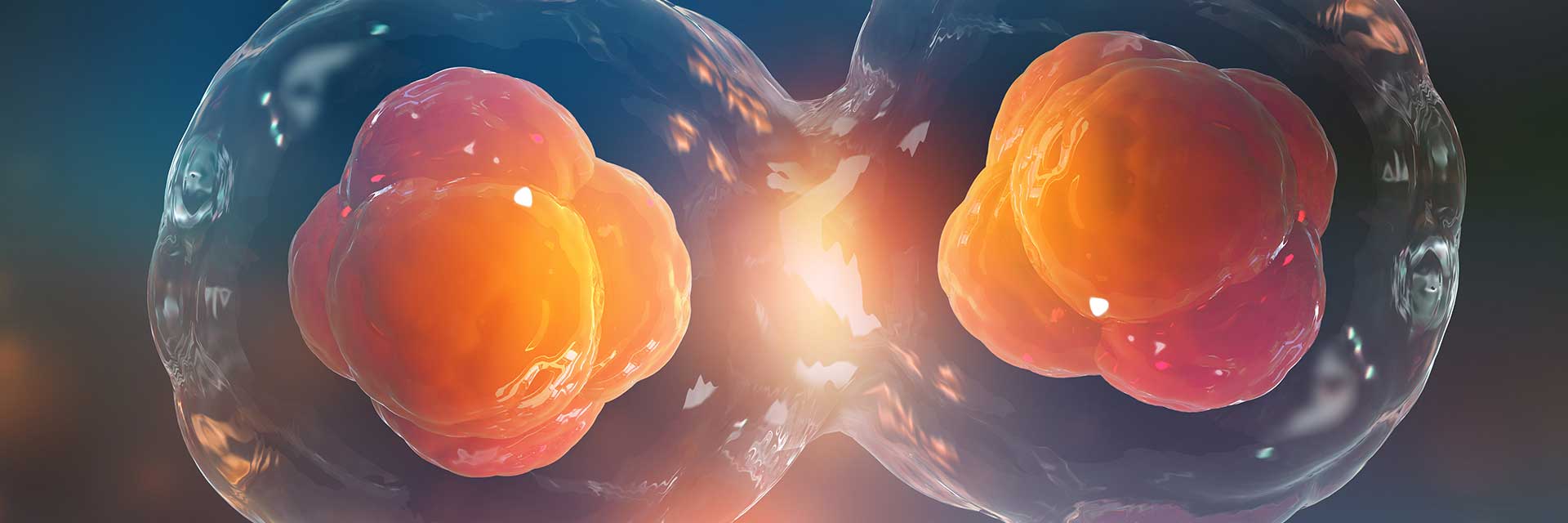 Gametogénesis y ovogénesis en el éxito de la reproducción.